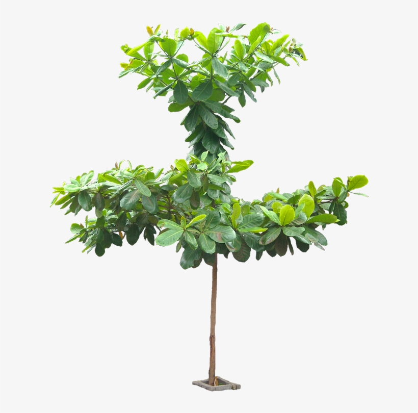Download Small Tree Png - Terminalia Catappa Tree Png - HD Transparent ...