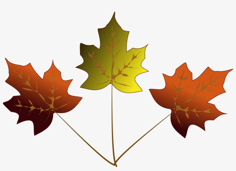 Drawn Maple Leaf Transparent - 3 Maple Leafs Drawing Transparent PNG ...