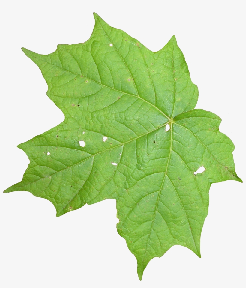 Leaf 02 - Leaves Texture Png Transparent PNG - 2560x2560 - Free ...