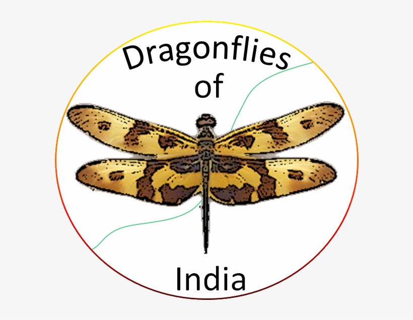 Show All - Types Of Dragonfly In India Transparent PNG - 614x568 - Free ...