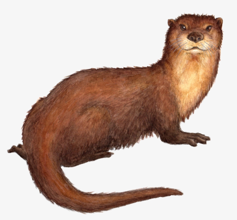 Drawn Otter Sea Mink - Sea Mink Extinct Transparent Transparent PNG ...