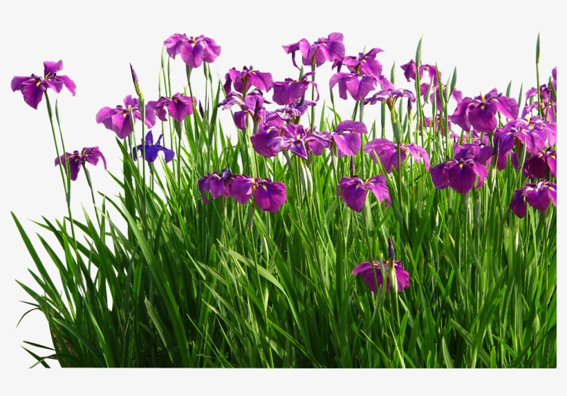 Flower Sweet Flag Garden Grasses - Acorus Calamus Flower Transparent ...
