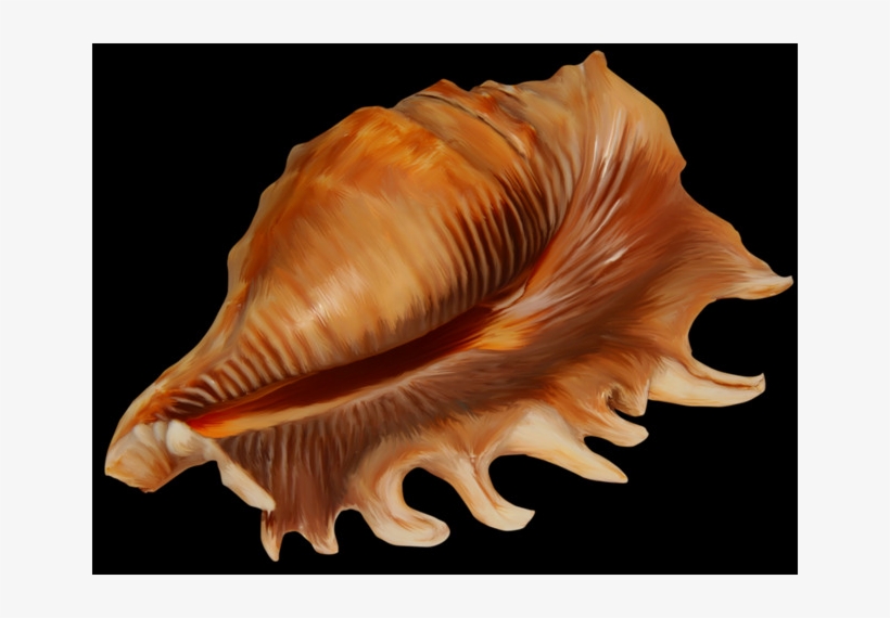 Shell, Free Pngs - Shell Transparent PNG - 650x490 - Free Download on ...