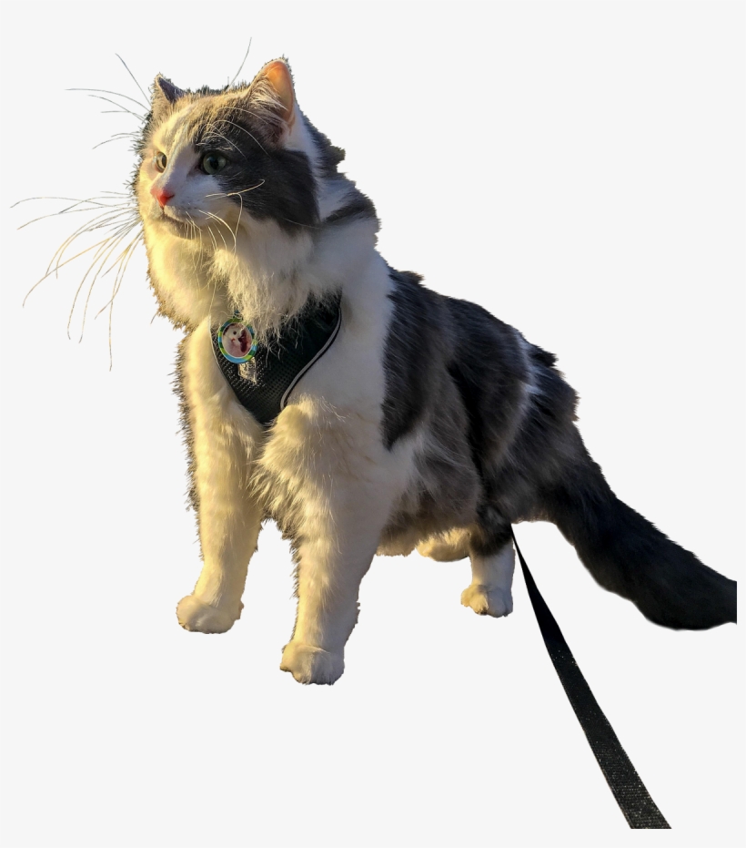 Download Dancing Cat Gif Transparent - Domestic Short-haired Cat - HD ...