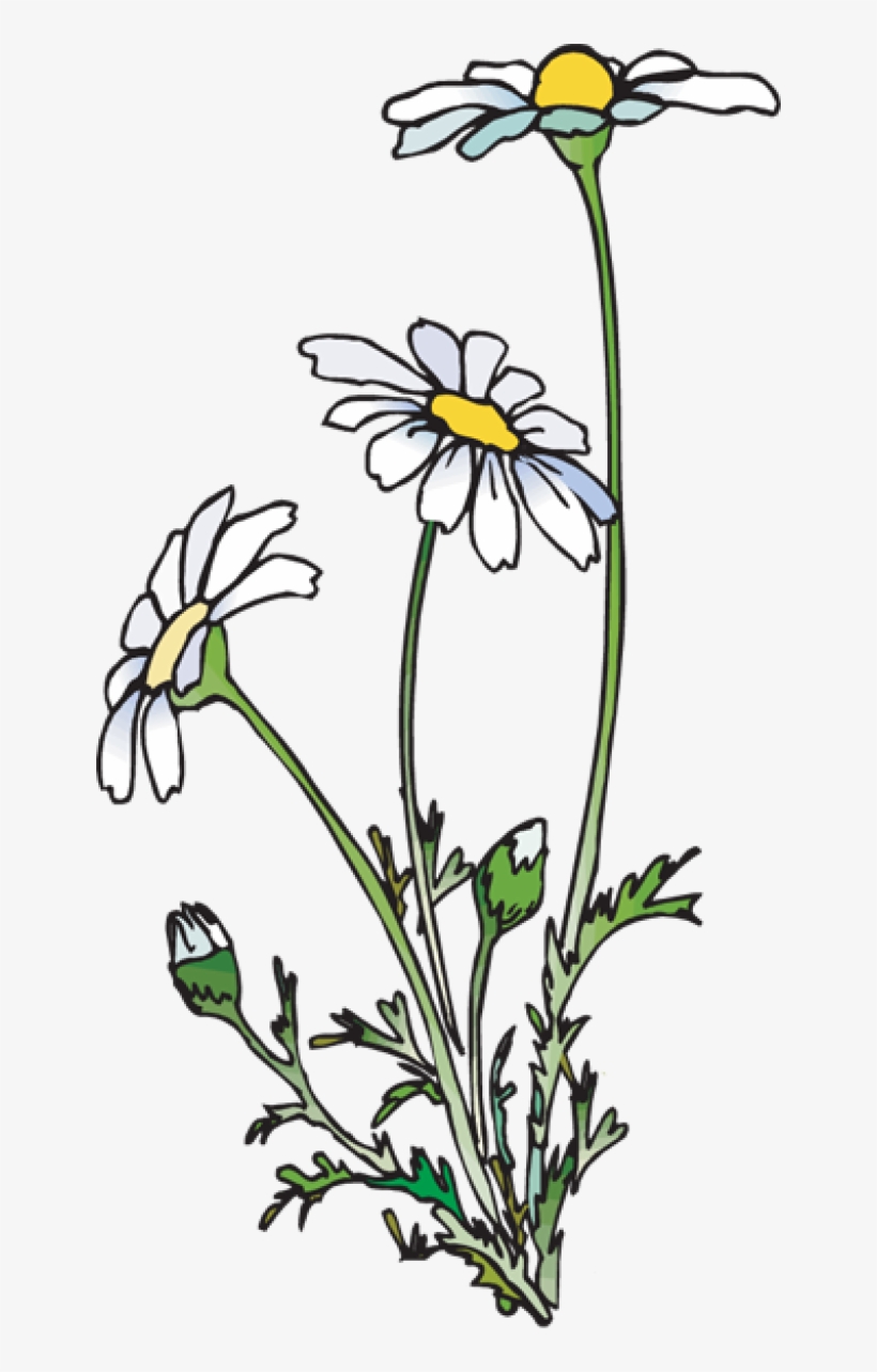 Daisies Clipart - Daisies Png Transparent PNG - 640x1230 - Free ...