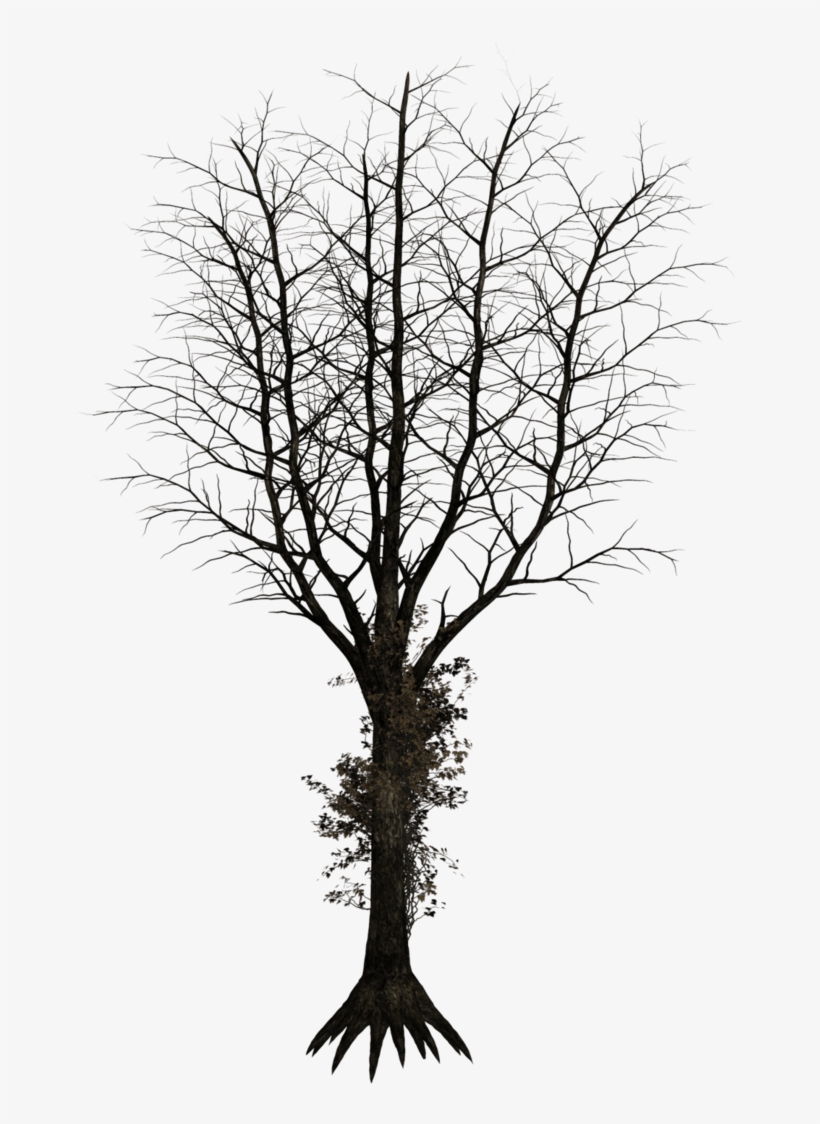 Dark Tree Png - Black Long Tree Png Transparent PNG - 741x1078 - Free Download on NicePNG