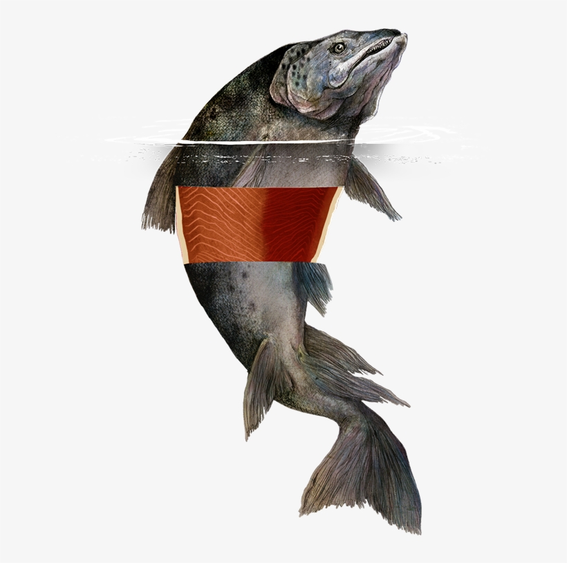 Coho Transparent PNG - 700x733 - Free Download on NicePNG