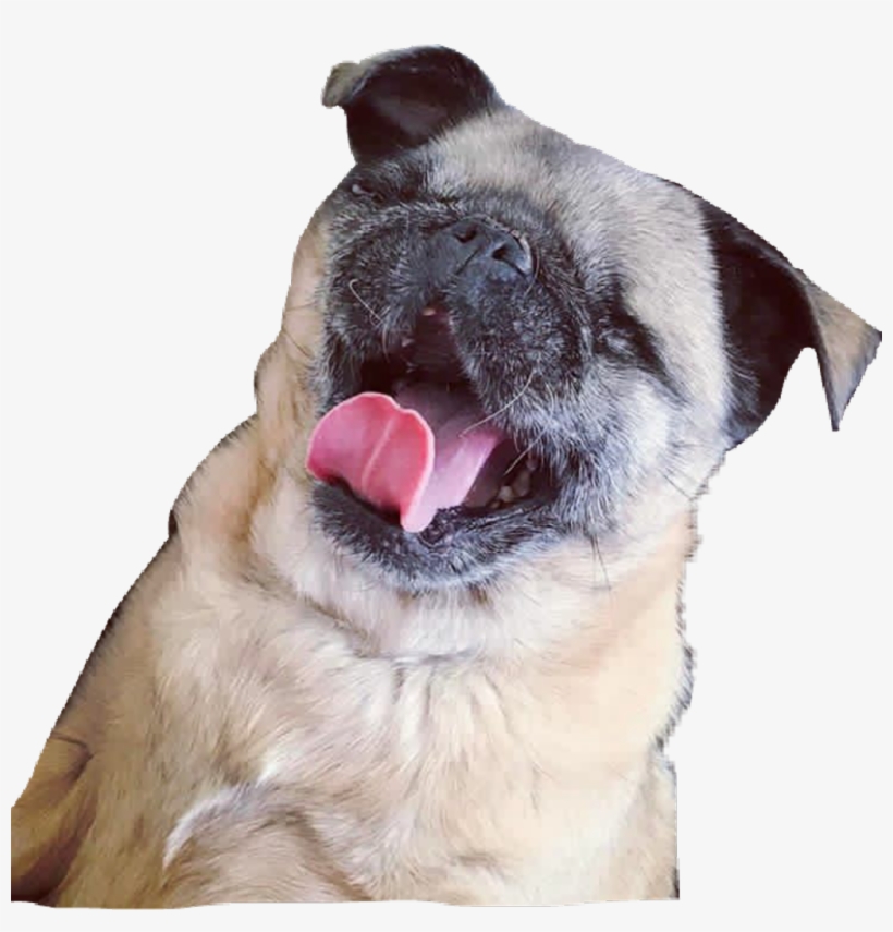 Maya Sticker - Maya Pug Png Transparent PNG - 1024x1018 - Free Download ...