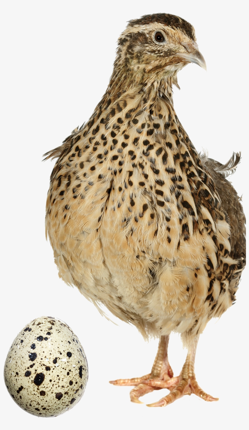 Quail - Common Quail Transparent PNG - 900x1500 - Free Download on NicePNG