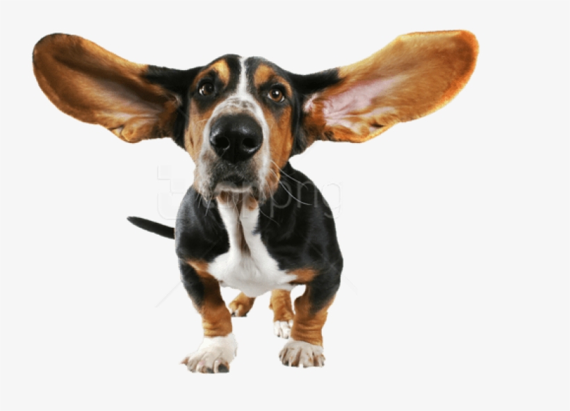 Free Png Download Funny Dog Transparent Png Images - Funny Dog ...