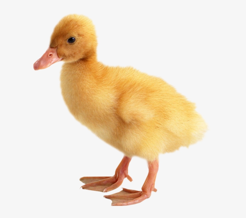 Baby Ducks Png Transparent PNG - 600x648 - Free Download on NicePNG