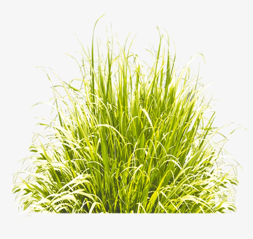 Grass Green Icon Download Free Image Clipart - Sweet Grass Transparent ...