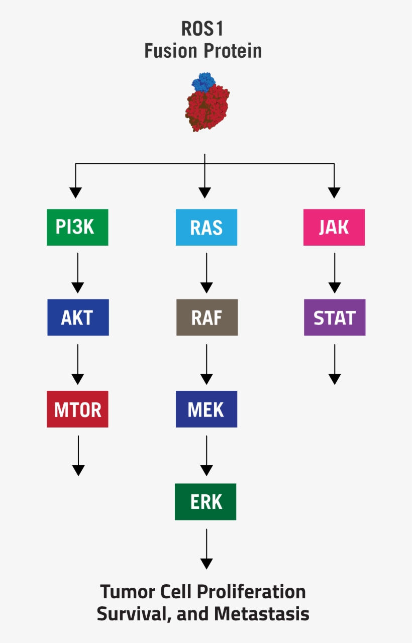 Ros1 Rearrangements And Pathway Activation Ros1 Rearrangements - Ros1 Nsclc Pathway Transparent ...