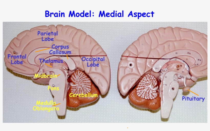 Nervous And Ss Models Transparent Background - Cerebral Cortex On Brain ...