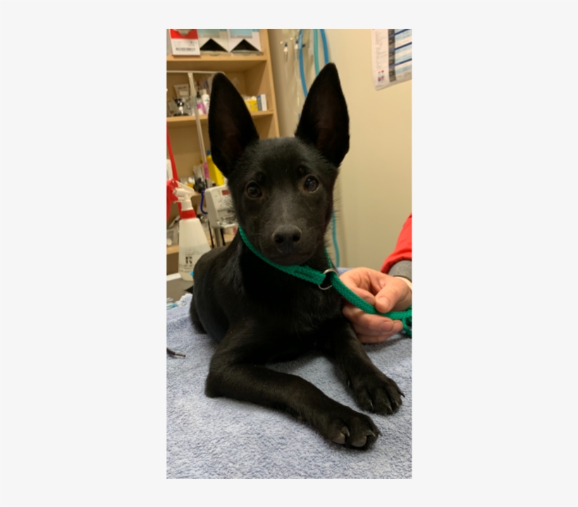 Formosan Mountain Dog Lab Mix