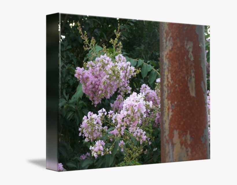 650 X 560 1 0 - Crape Myrtle Transparent PNG - 650x560 - Free Download ...
