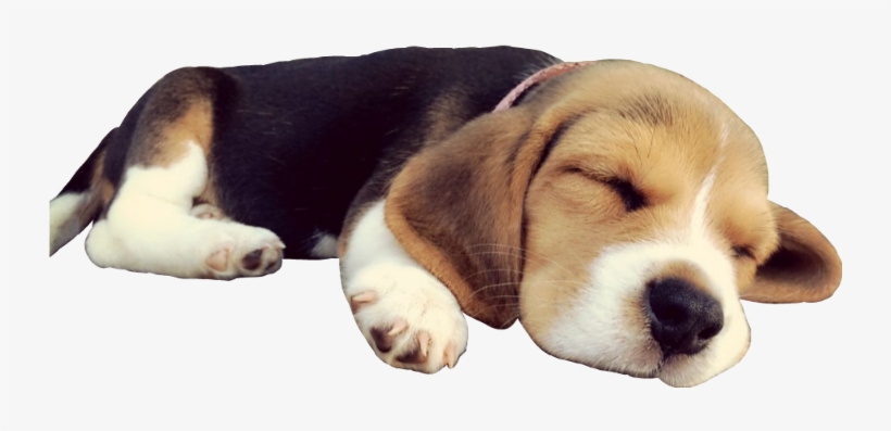 Doggo Dog Sleep Beagle Puppy Cute Sleepingdog - Dog Transparent PNG ...