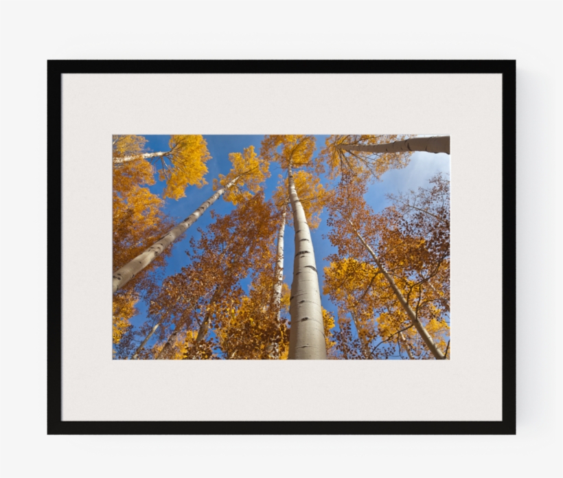 Photo Golden Aspen Canopies Ii - Golden Aspen Rally Transparent PNG ...