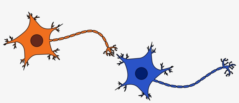 Two Neurons Connected - Connected Neurons Transparent PNG - 1280x491 ...