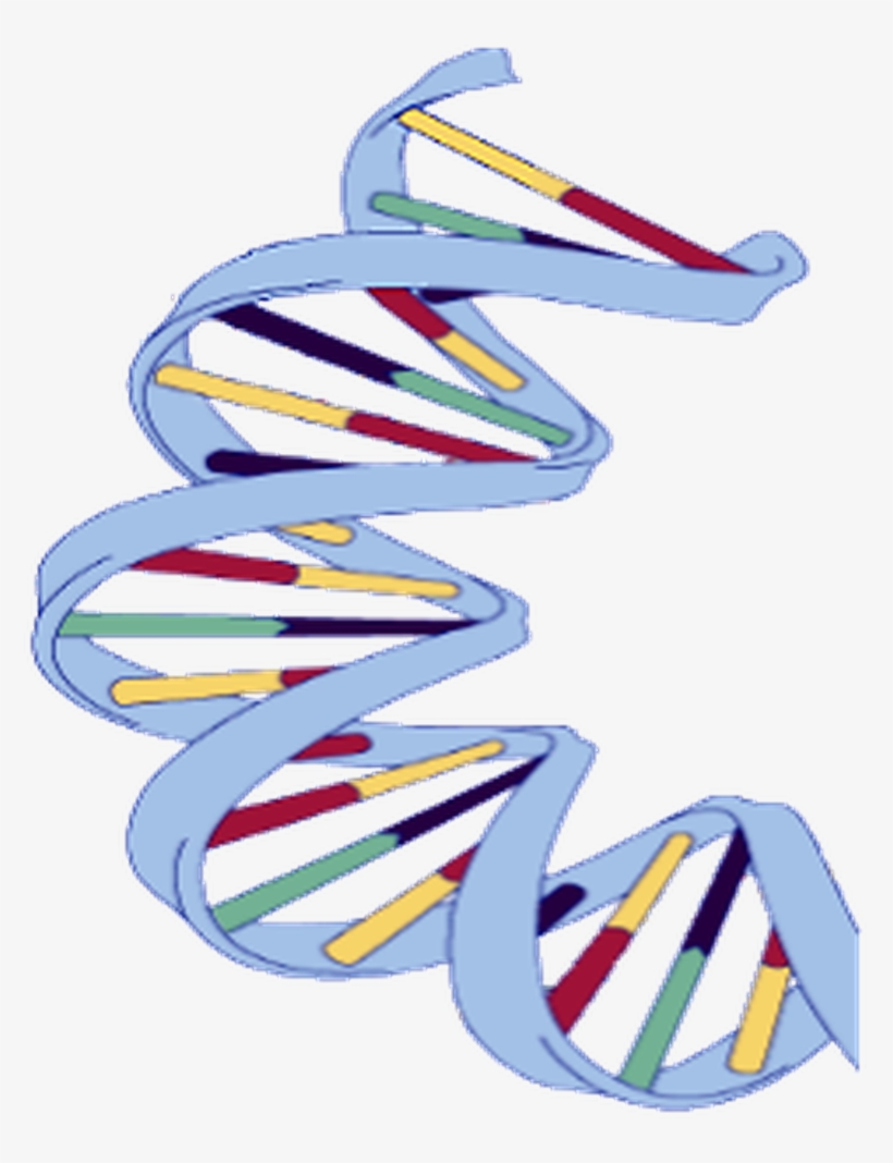 Dna Structure Clipart Wikipedia - Dna Transparent PNG - 780x988 - Free ...