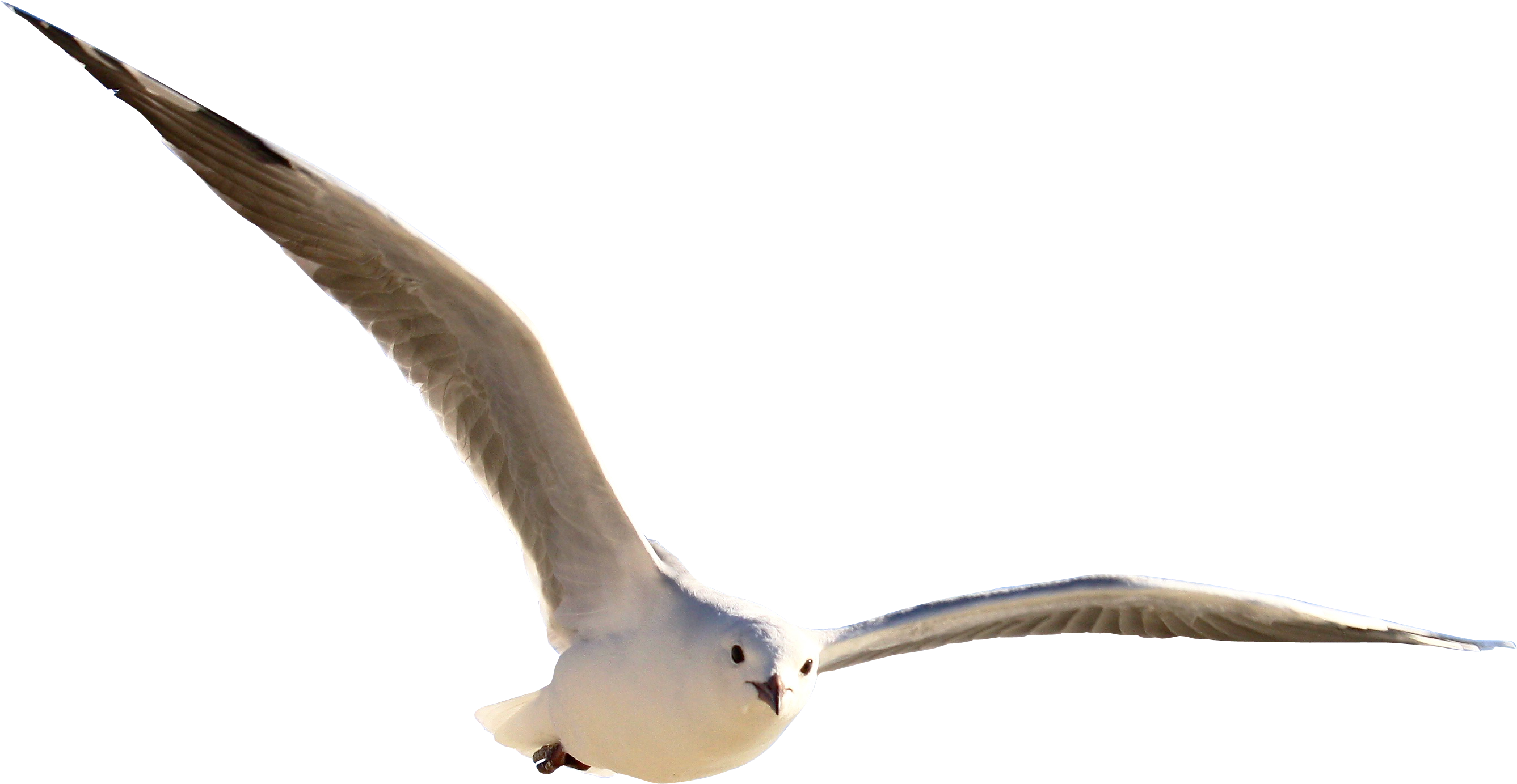 Download Bird Flying No Background - HD Transparent PNG - NicePNG.com