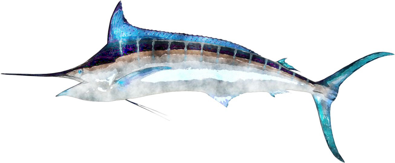 Download Watercolor Fish - Swordfish Png - HD Transparent PNG - NicePNG.com