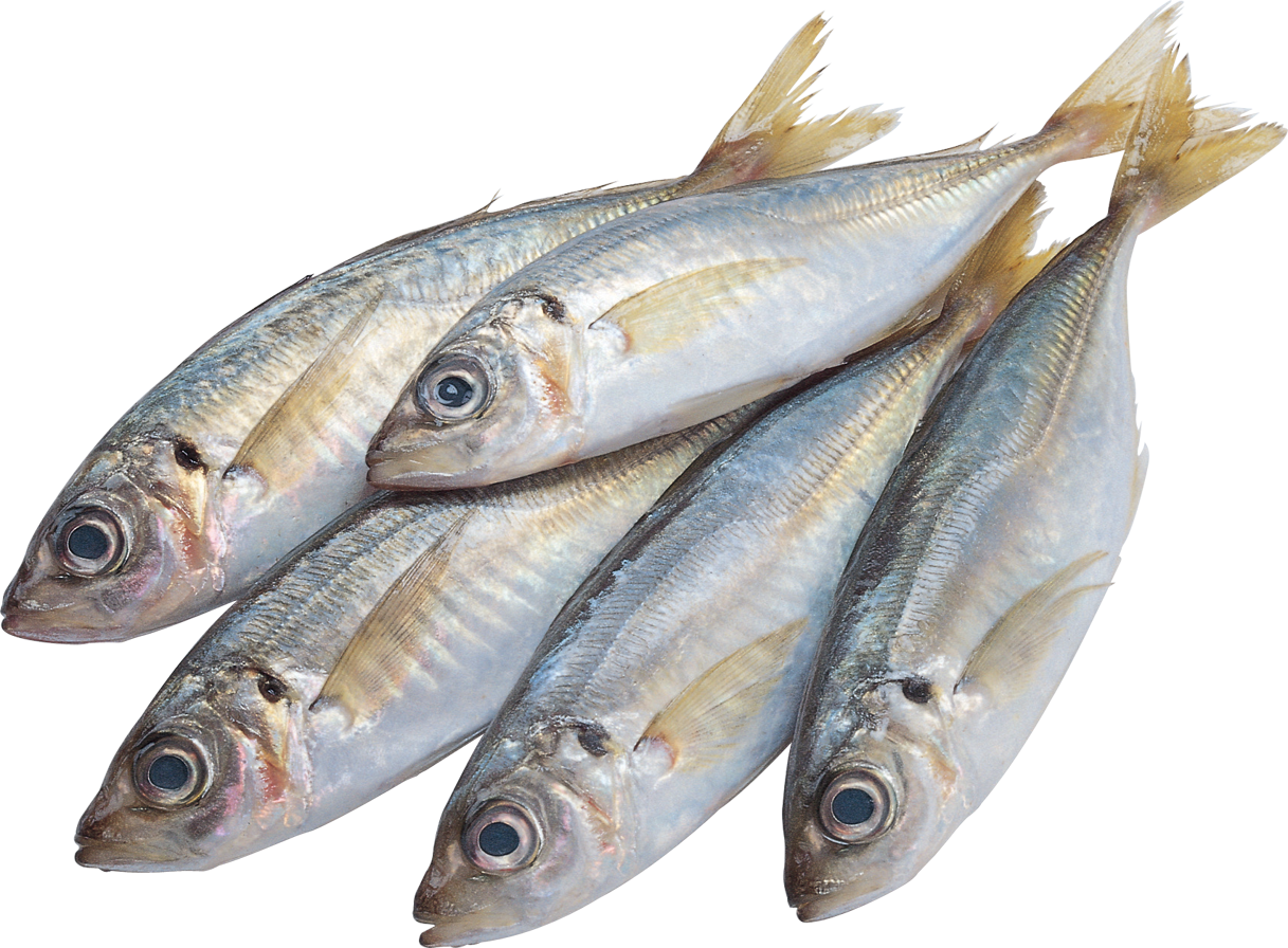 Download Fish Png Four - Transparent Background Fish Png - HD ...