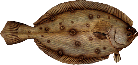 Download Flounder Fish Png Real - HD Transparent PNG - NicePNG.com