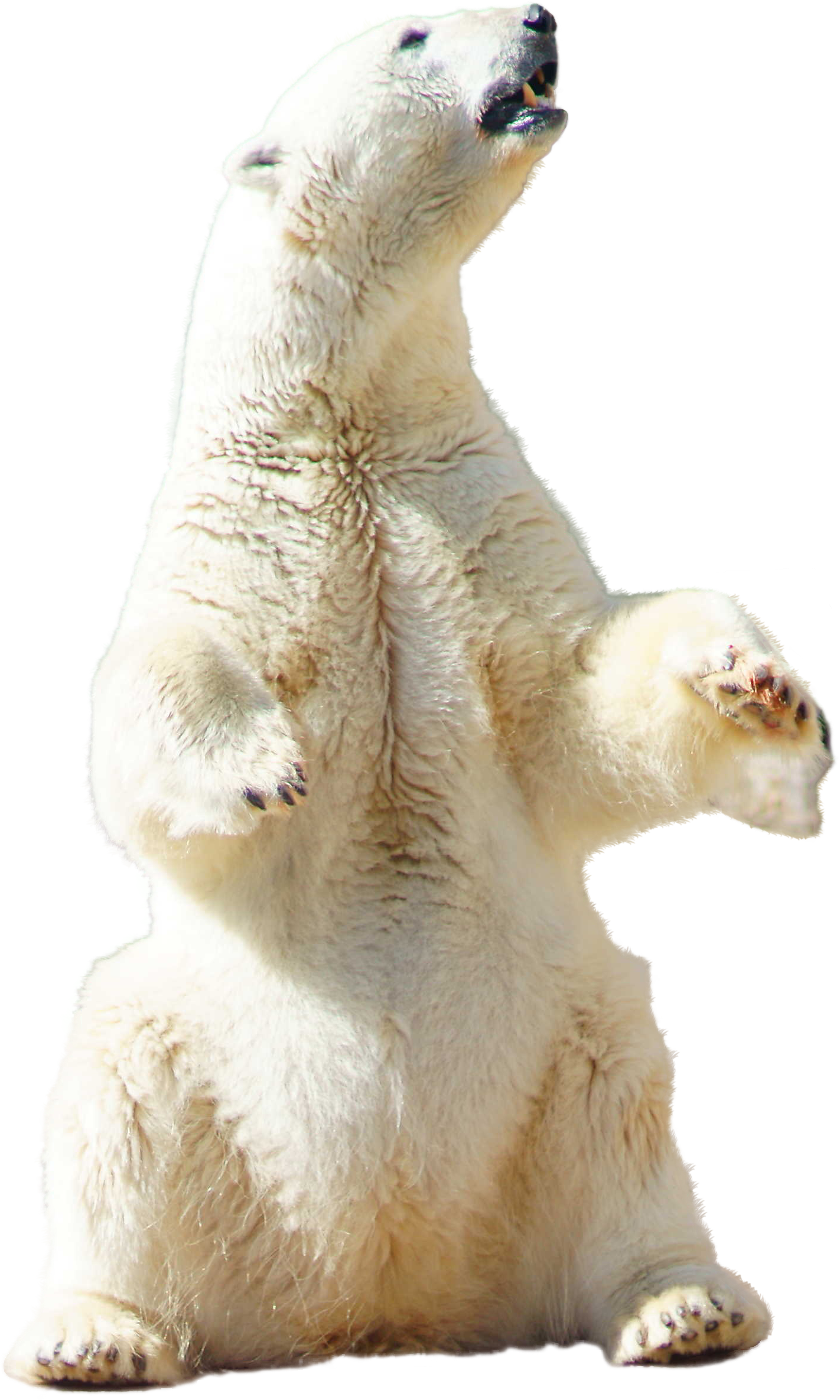 Download HD Polar Bear Sitting - Polar Bear Standing Png Transparent ...