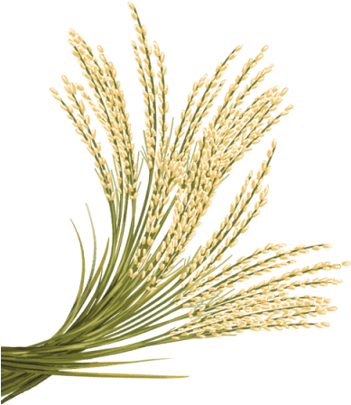 Download HD Free Png Rice Png Images Transparent - Rice Plant Png ...
