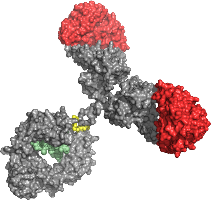 Download HD Therapeutic Antibody Transparent PNG Image - NicePNG.com