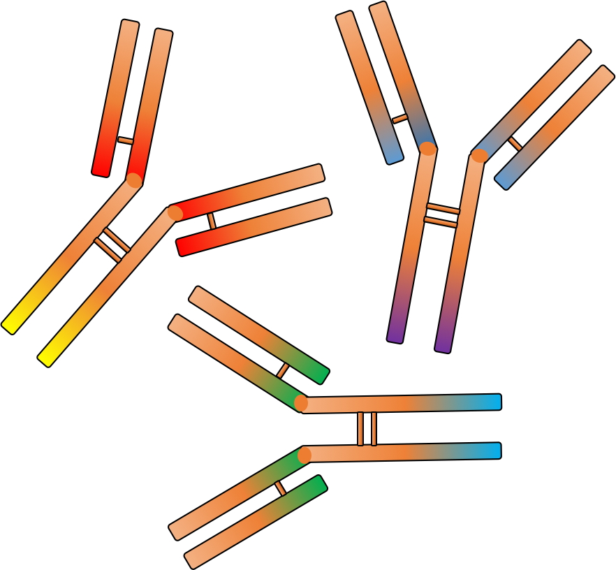 Download HD Rabbit Polyclonal Antibody Service - Antibody Transparent ...