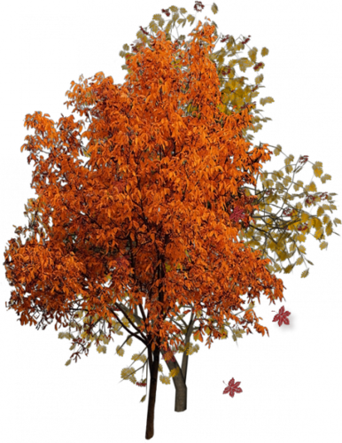 Download HD Derevo5 - Fall Tree Png Transparent PNG Image - NicePNG.com