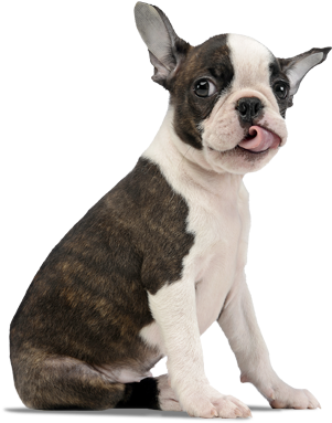 Download Boston Terrier - HD Transparent PNG - NicePNG.com