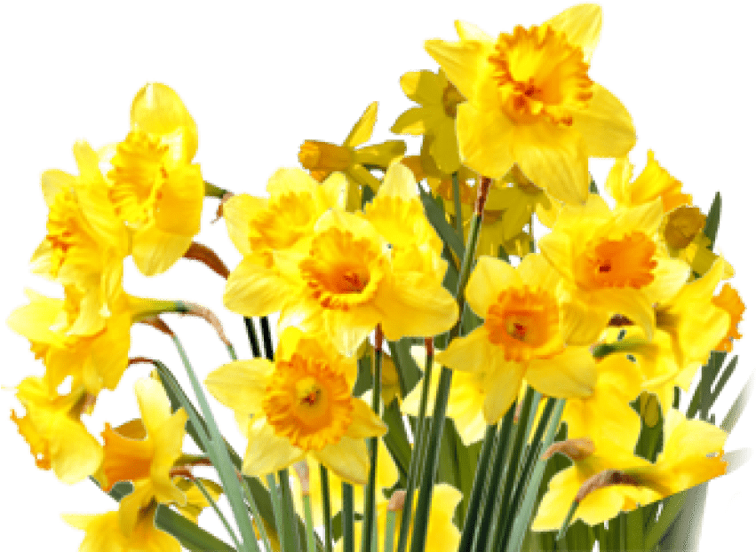 Download Free Png Daffodils Png Images Transparent - Daffodil Png - HD ...