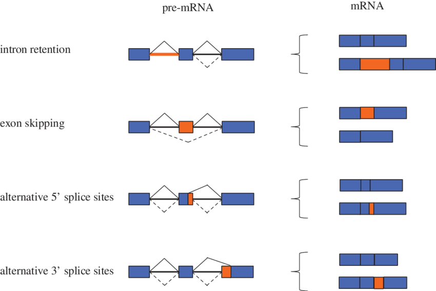 Download HD Common Types Of Alternative Splicing Events - Types Of ...