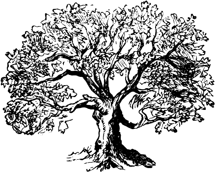 Download Markdown Formatted Outlines, Free - Oak Tree Outline Png - HD ...