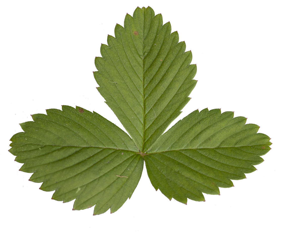 Download Vegetation Strawberry 04 - Strawberry Leaf Png - HD ...