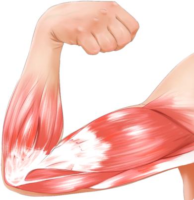 Download Arm Muscle Pink Png - Arm Muscle Simple - HD Transparent PNG ...