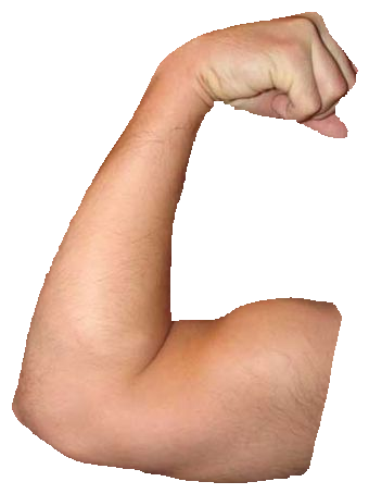 Download Arm Muscle Png - Transparent Arms - HD Transparent PNG ...