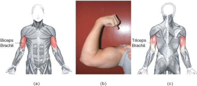Download HD The Biceps Brachii And Triceps Brachii Act As An ...