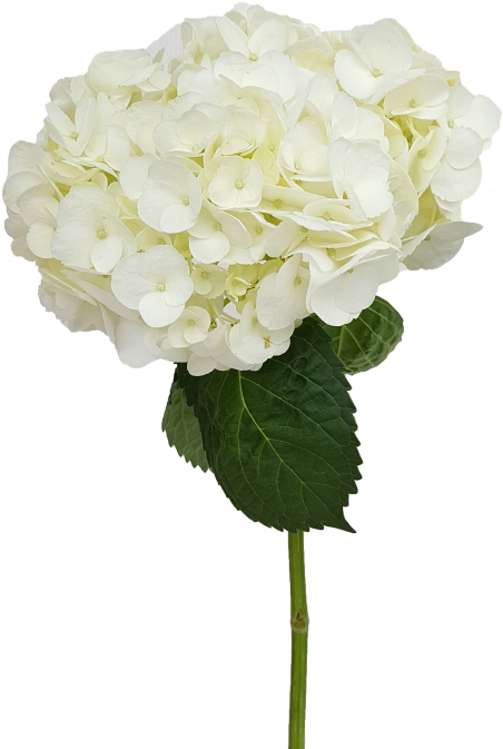 Download Hydrangea - HD Transparent PNG - NicePNG.com