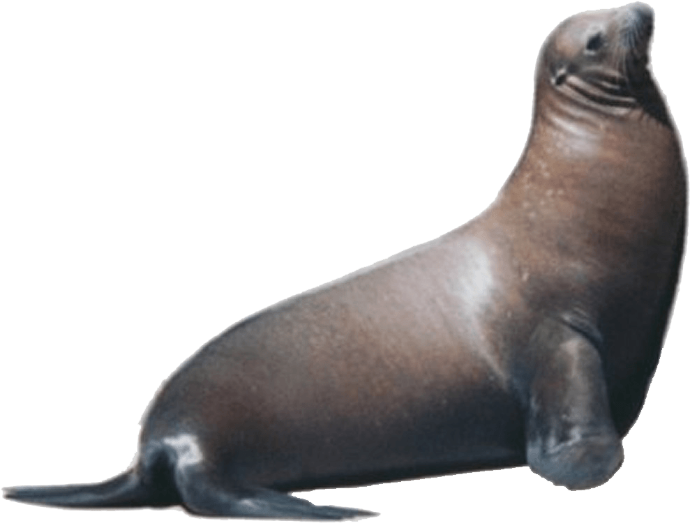 Download HD Leopard Seal Clipart Aquatic Animal - Sea Lions White ...