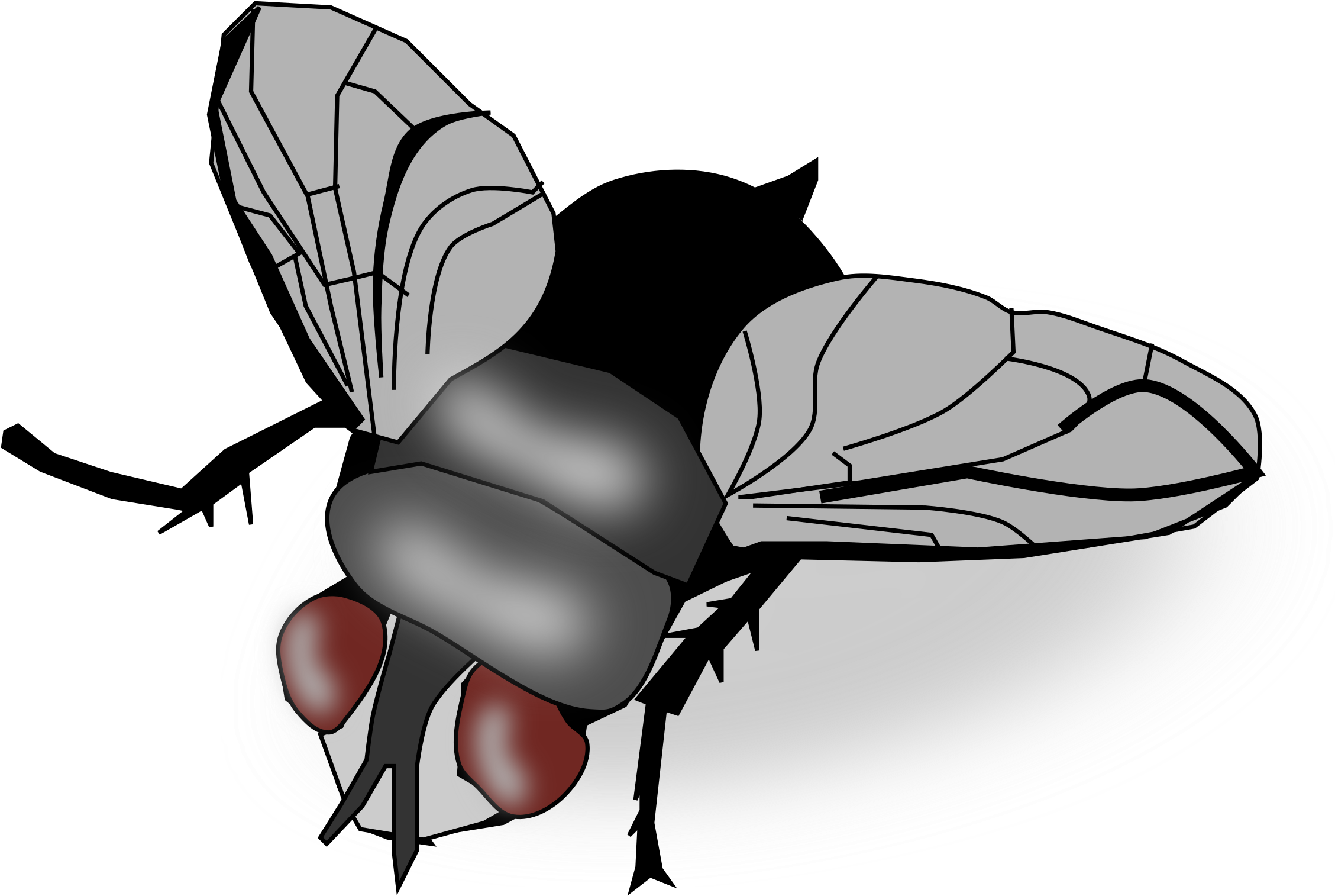 Download HD Fly Png Image - Fly Clipart Transparent PNG Image - NicePNG.com