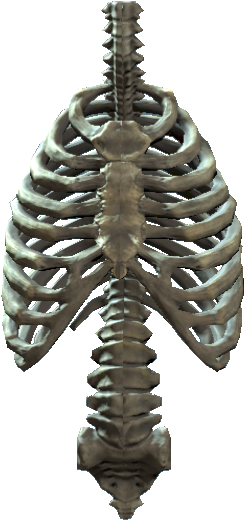 Rib Cage And Spine - Ribcage Png PNG image free download - DWPNG.com