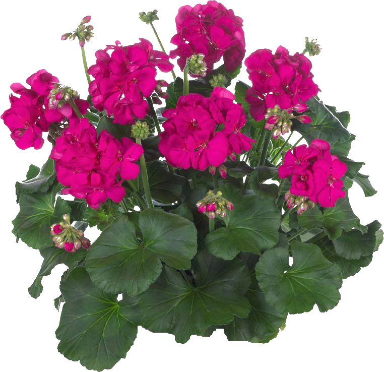 Download HD Geranium Maestro Idols Neon Violet Transparent PNG Image ...