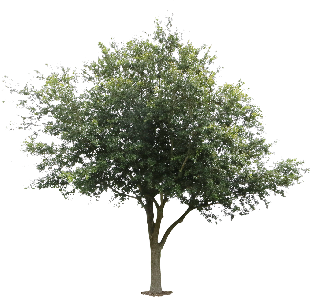 Download Free Cutouts, Textures, Tutortials - Oak Tree Png - HD ...