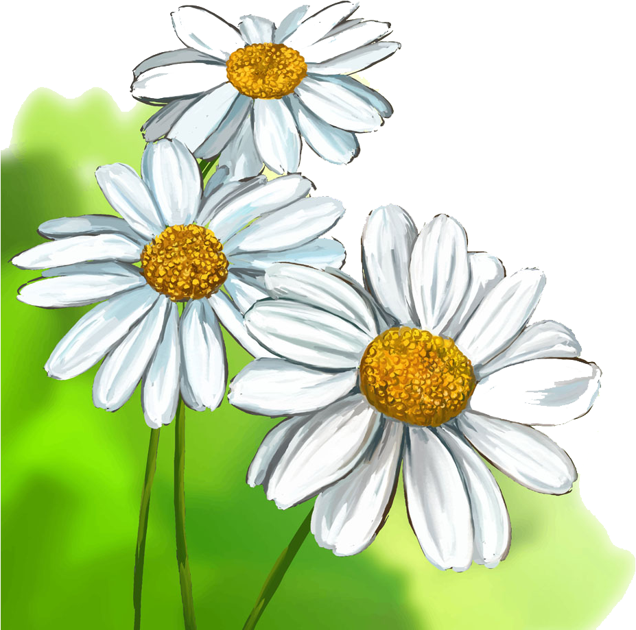 Download HD Collection Of Free Daisies Drawing Watercolour Download ...