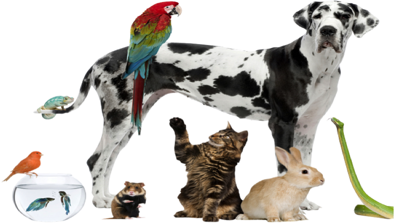 Download Pets - All Pets - HD Transparent PNG - NicePNG.com