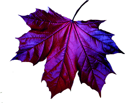 Download HD Blue Maple Leaf Png Transparent PNG Image - NicePNG.com